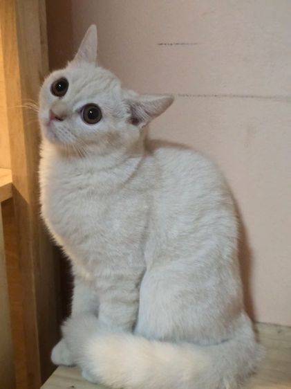 ลดประชากร British Fold Cat - 370391441 - Kaidee