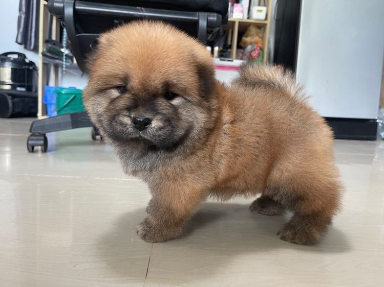 หมาเชาว์ - Kaidee