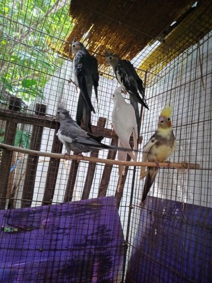 สัตว์เลี้ยง - Kaidee