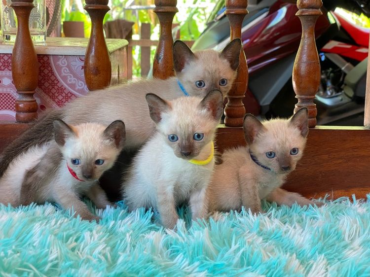 ซื้อ ขาย แมว วิเชียรมาศ (Siamese Cat) ออนไลน์ ราคาถูก | Kaidee