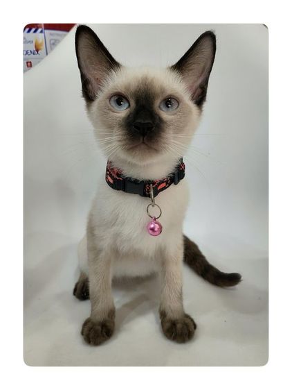 ซื้อ ขาย แมว วิเชียรมาศ (Siamese Cat) ออนไลน์ ราคาถูก | Kaidee