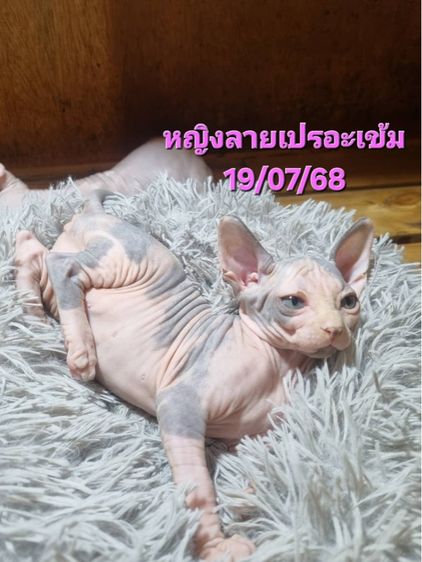 ซื้อ ขาย แมว สฟิงซ์ (Sphynx) ออนไลน์ ราคาถูก | Kaidee