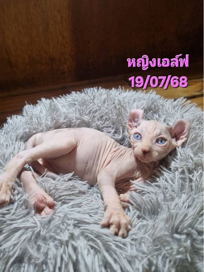 ซื้อ ขาย แมว สฟิงซ์ (Sphynx) ออนไลน์ ราคาถูก | Kaidee