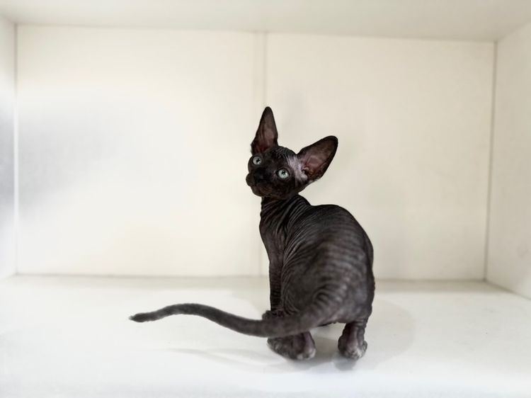 ซื้อ ขาย แมว สฟิงซ์ (Sphynx) ออนไลน์ ราคาถูก | Kaidee