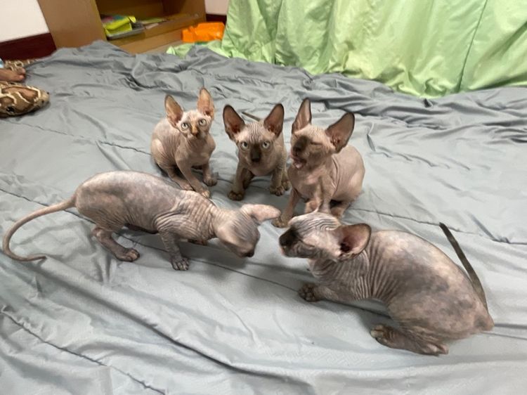 ซื้อ ขาย แมว สฟิงซ์ (Sphynx) ออนไลน์ ราคาถูก | Kaidee