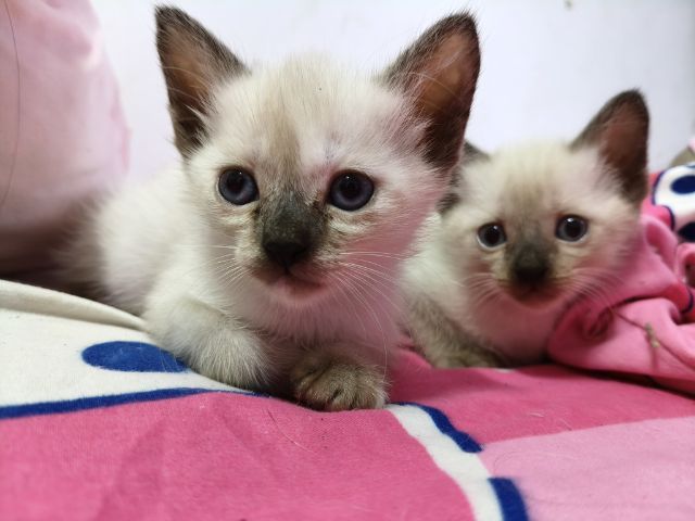 ซื้อ ขาย แมว วิเชียรมาศ (Siamese Cat) ออนไลน์ ราคาถูก | Kaidee