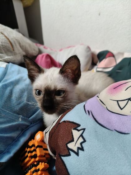 ซื้อ ขาย แมว วิเชียรมาศ (Siamese Cat) ออนไลน์ ราคาถูก | Kaidee