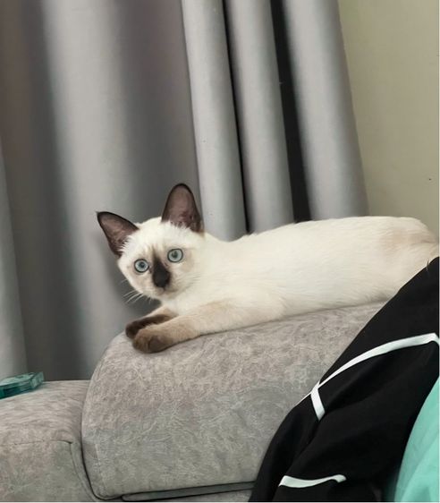 ซื้อ ขาย แมว วิเชียรมาศ (Siamese Cat) ออนไลน์ ราคาถูก | Kaidee