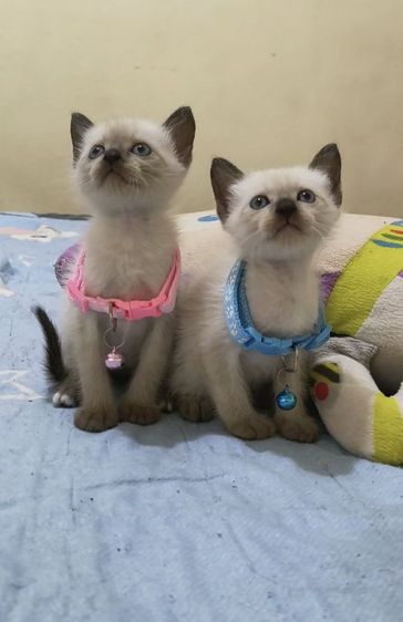 ซื้อ ขาย แมว วิเชียรมาศ (Siamese Cat) ออนไลน์ ราคาถูก | Kaidee