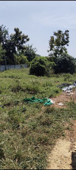 ขายที่ดินโฉนด นส4.ครุตแดง1ไร่ - 371034749 - Kaidee