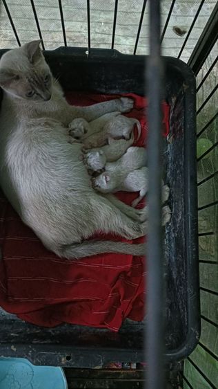 ซื้อ ขาย แมว วิเชียรมาศ (Siamese Cat) ออนไลน์ ราคาถูก | Kaidee
