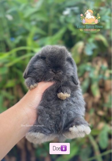 Holland Lopกทม.หน่อละ700บาท - 371075457 - Kaidee