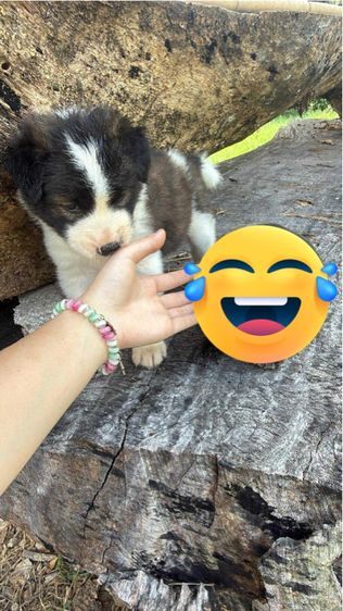 บางแก้วผสมหลังอาน - 371083754 - Kaidee