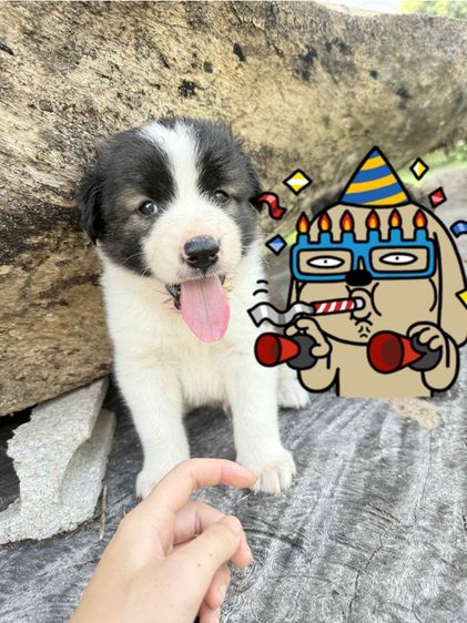 บางแก้วผสมหลังอาน - 371083754 - Kaidee