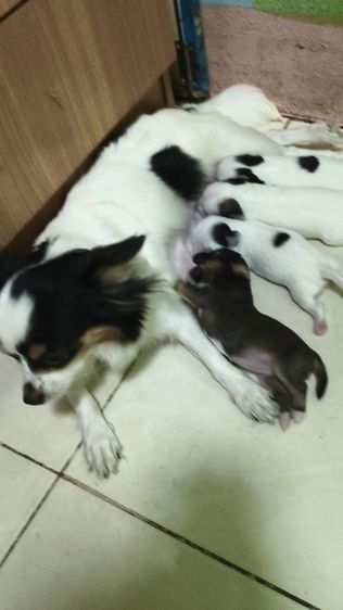 สุนัข - 371191838 - Kaidee